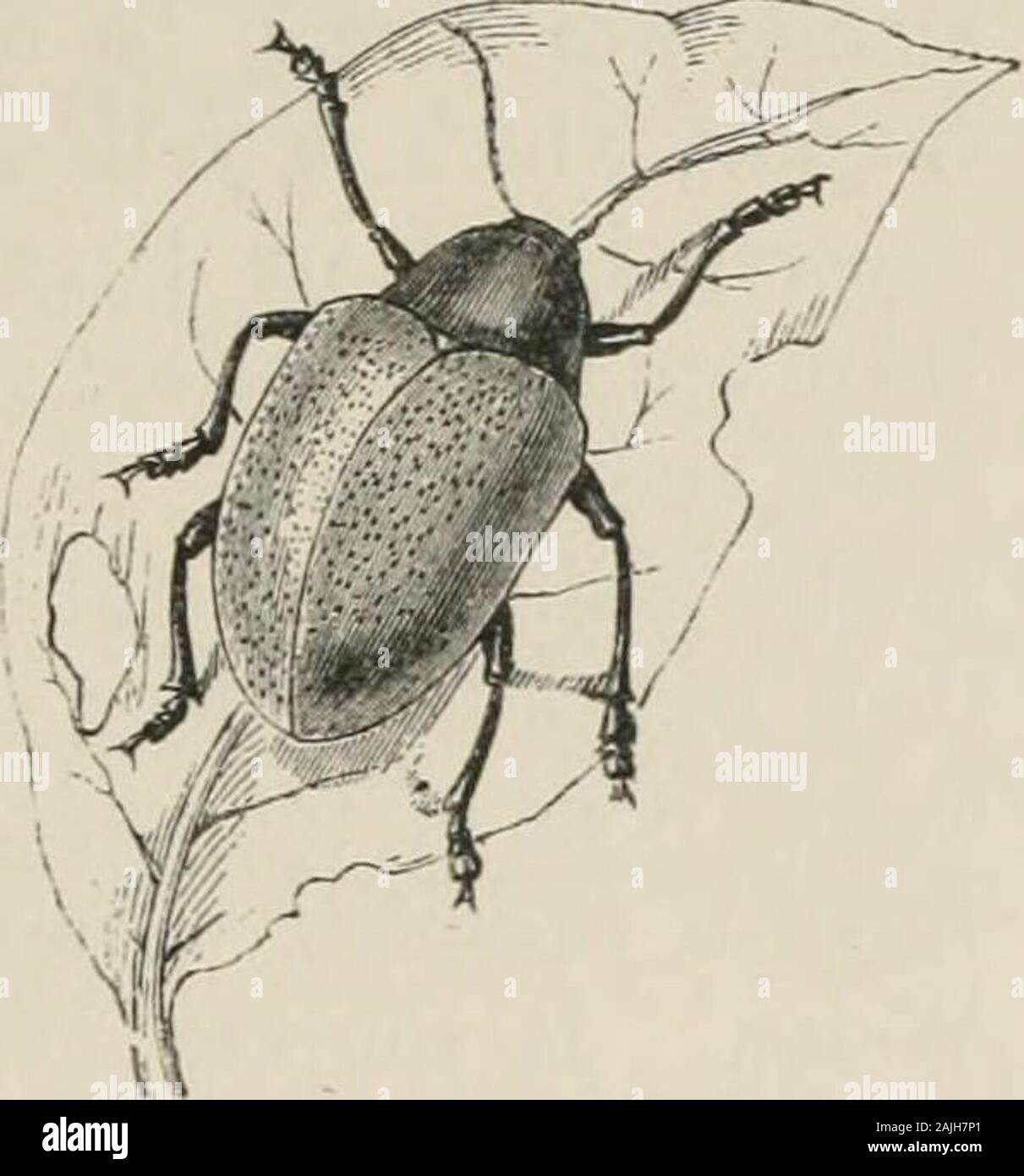 Ace of spades mark hi-res stock photography and images - Alamy