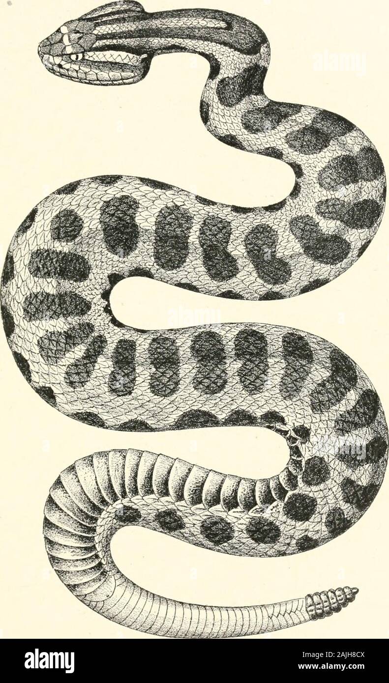 Supralabials hi-res stock photography and images - Alamy