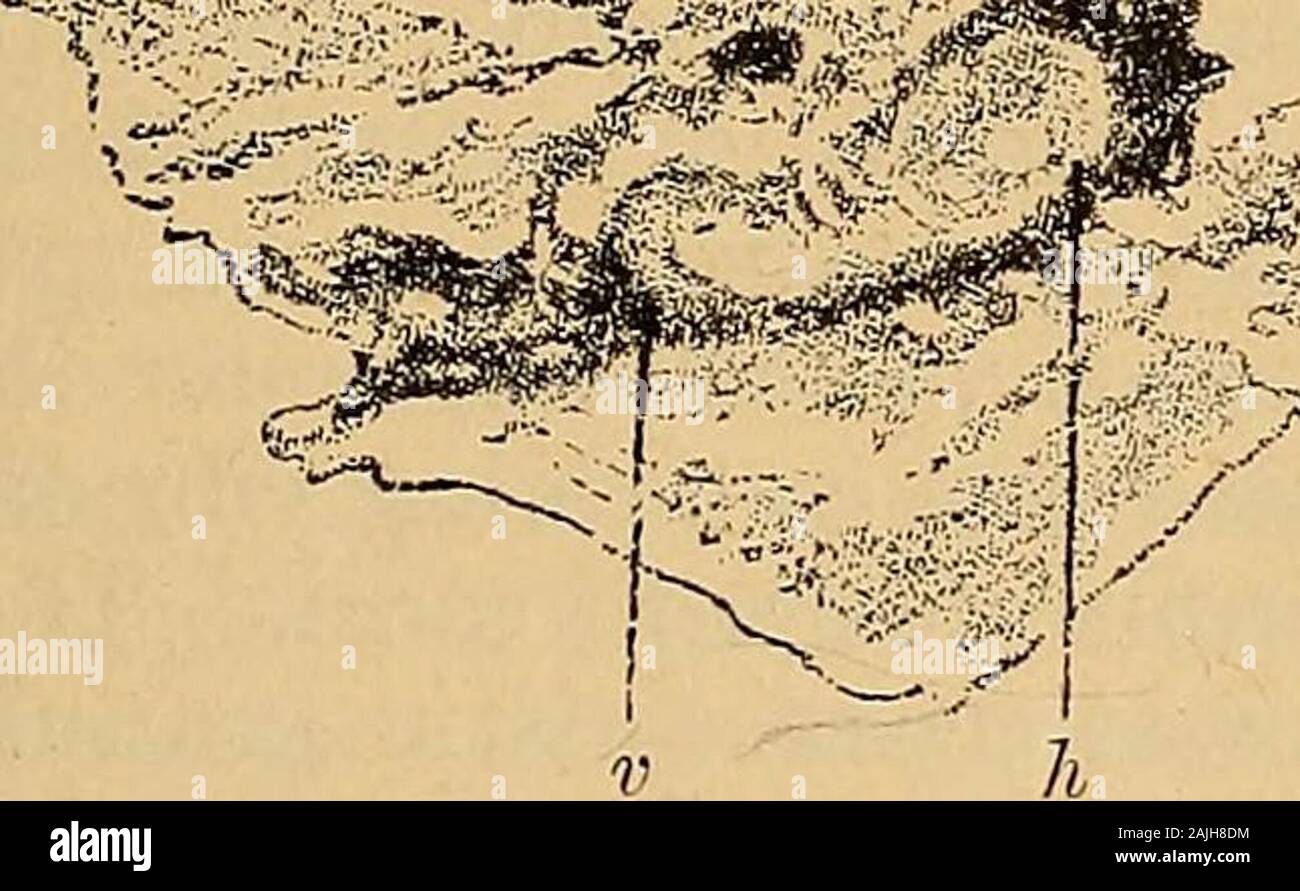A text-book of the diseases of the ear for students and practitioners ...