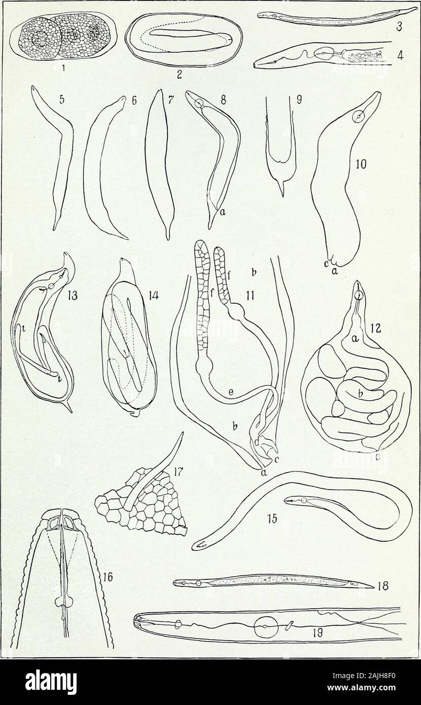 Heterodera schachtii hi-res stock photography and images - Alamy