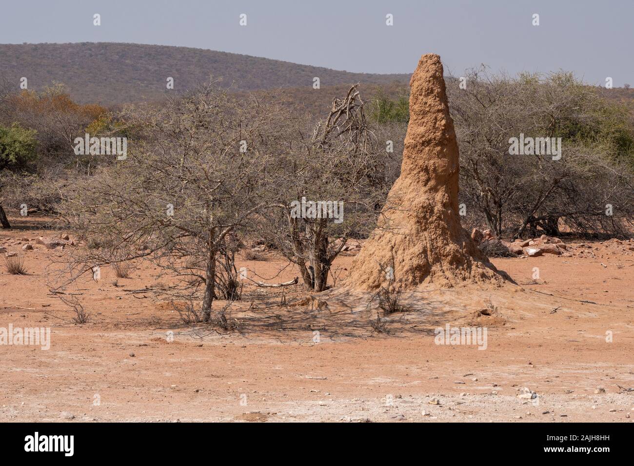 Termite Mound or Termite Hill in the Savanna with Bush and Shrubs in ...