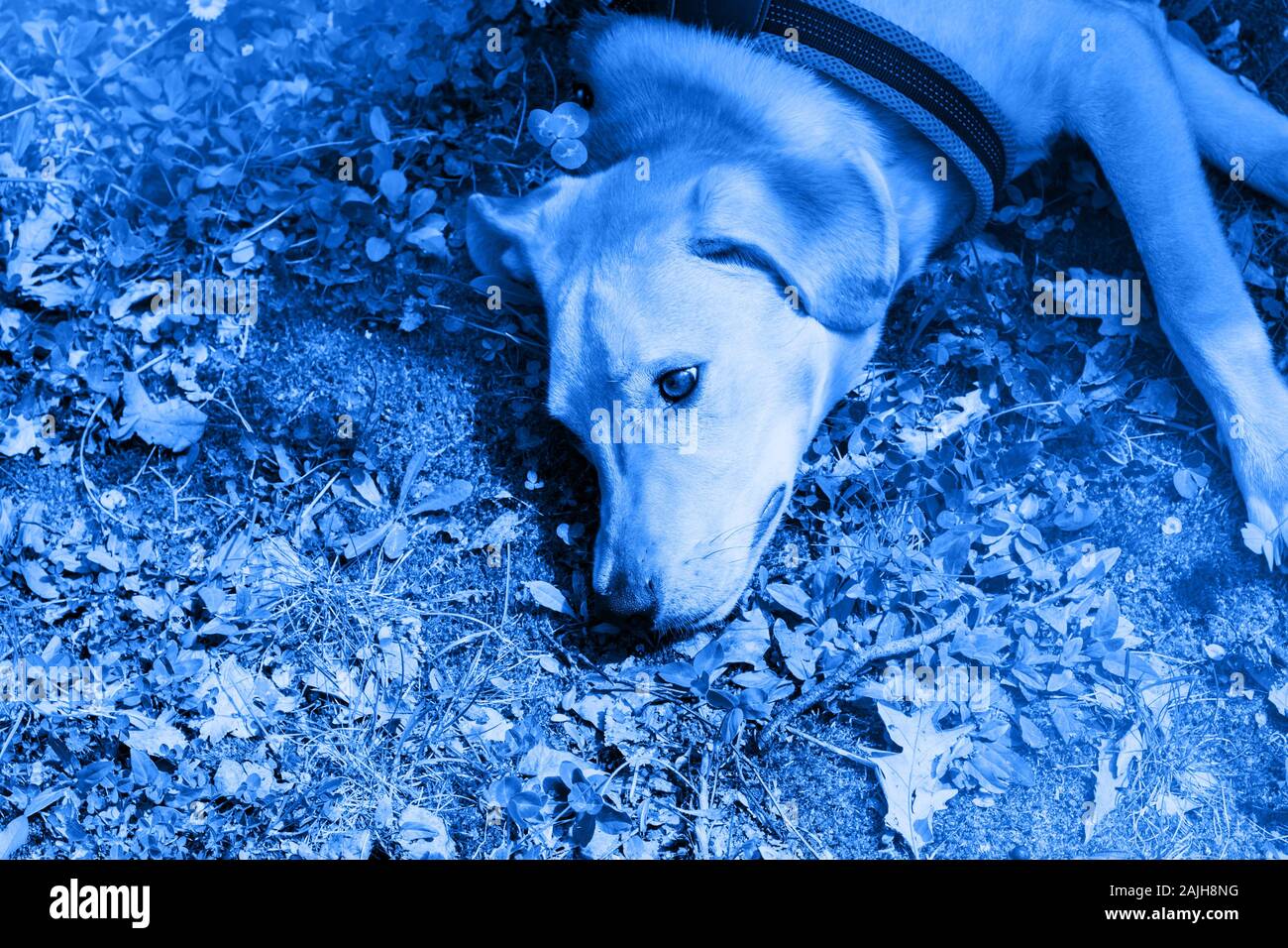 Sick leaves on young hi-res stock photography and images - Alamy