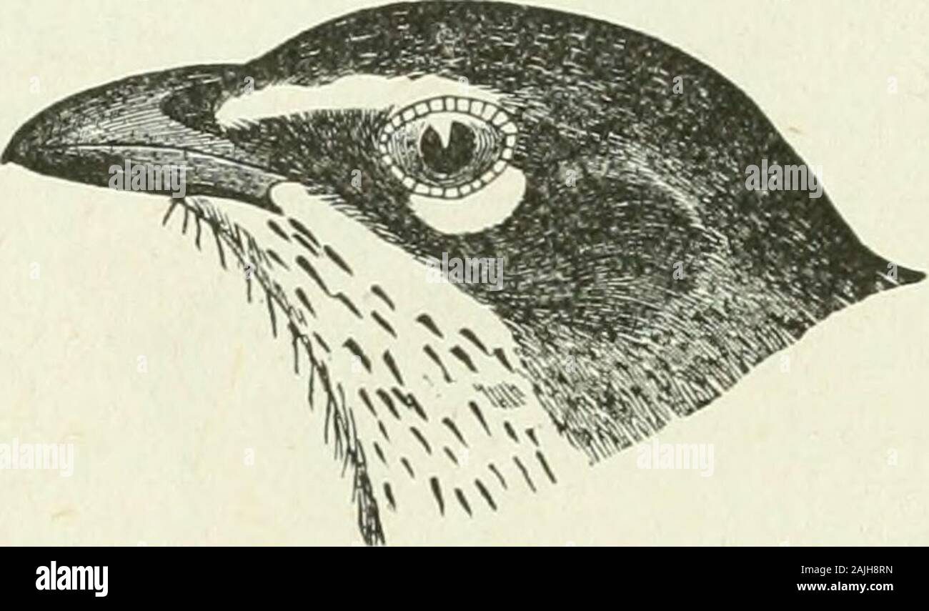 Obdurate hi-res stock photography and images - Alamy