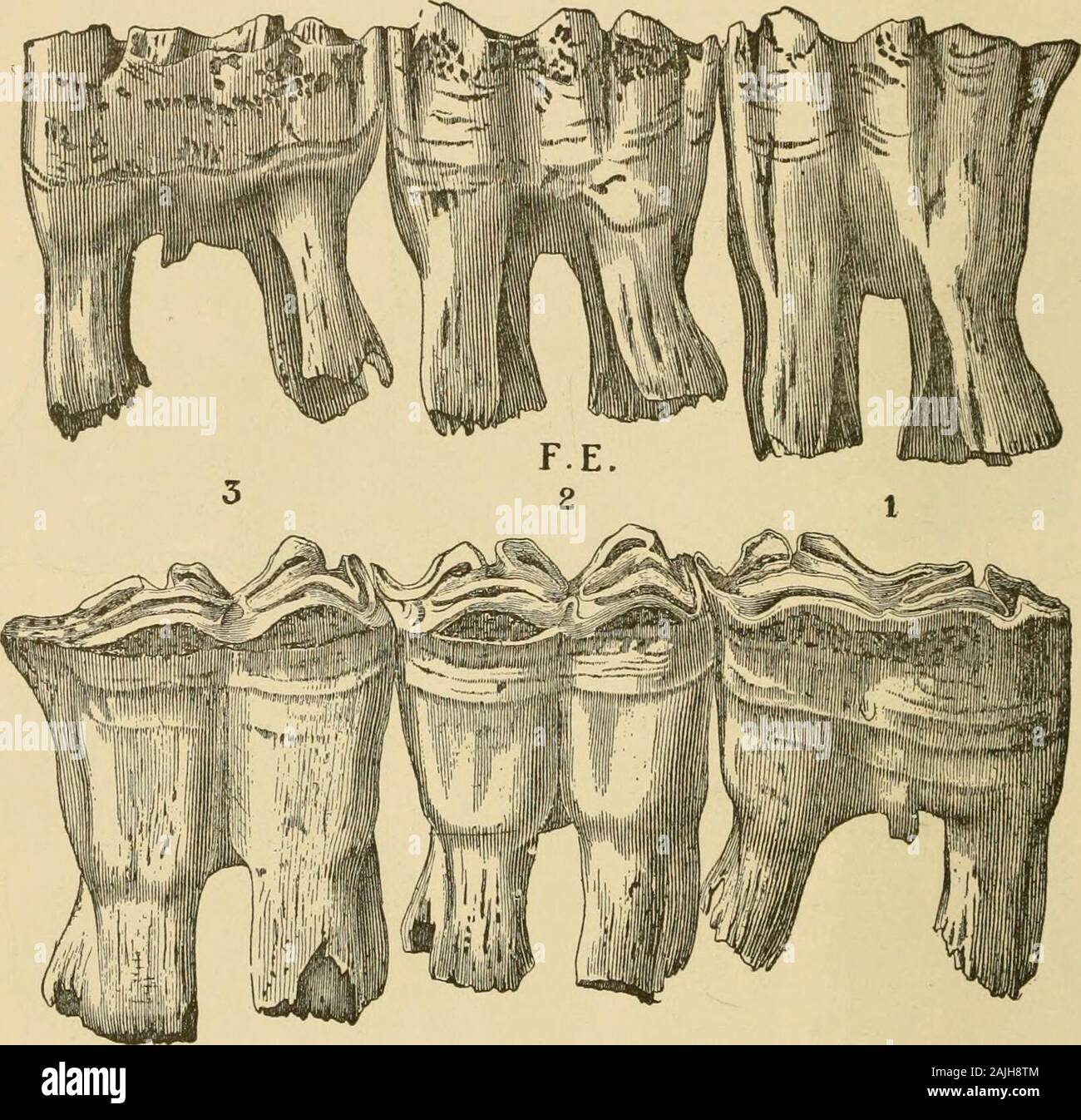 The exterior of the horse . Fig. 293.—The three superior deciduous ...