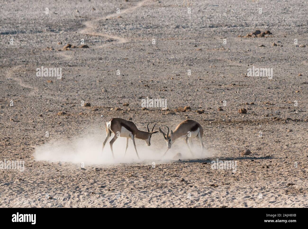 Springbok fighting hi-res stock photography and images - Alamy