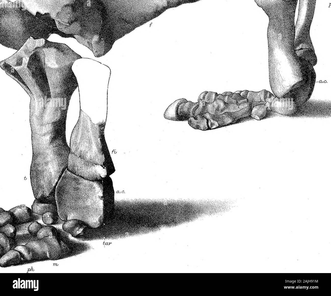 Pareiasaurus Black and White Stock Photos & Images - Alamy