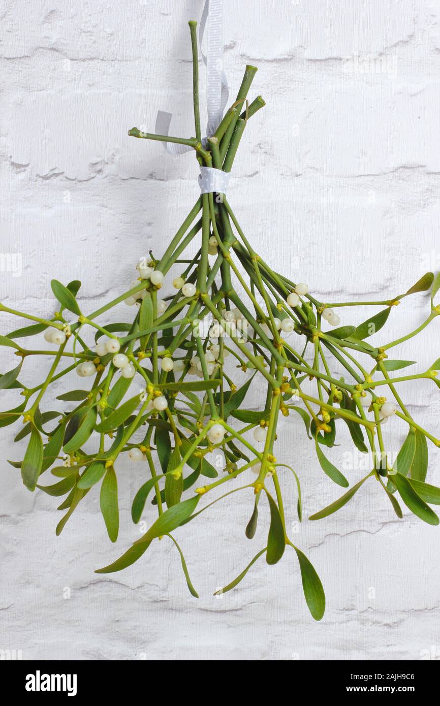 Viscum album wreath hi-res stock photography and images - Alamy