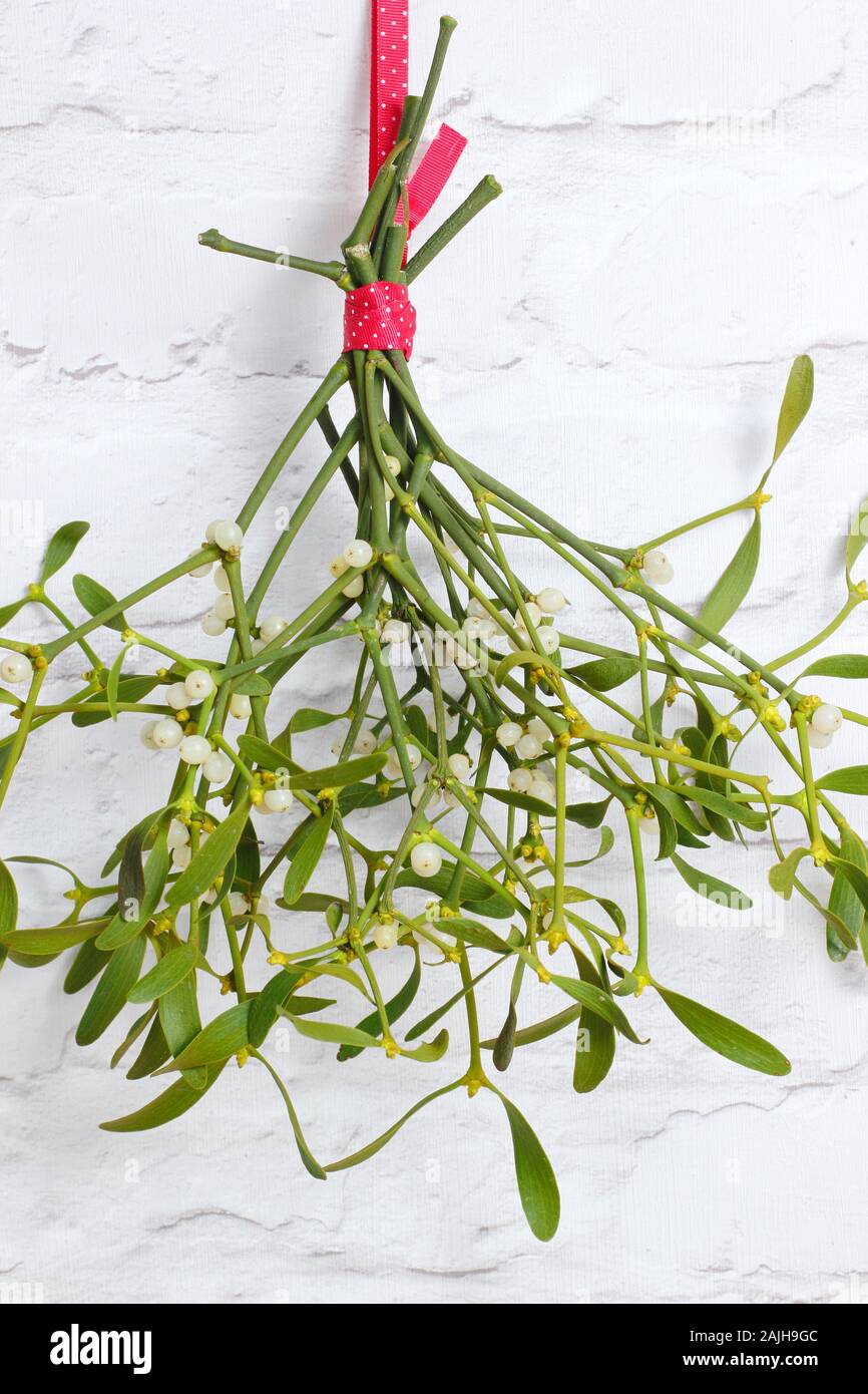 Viscum album wreath hi-res stock photography and images - Alamy
