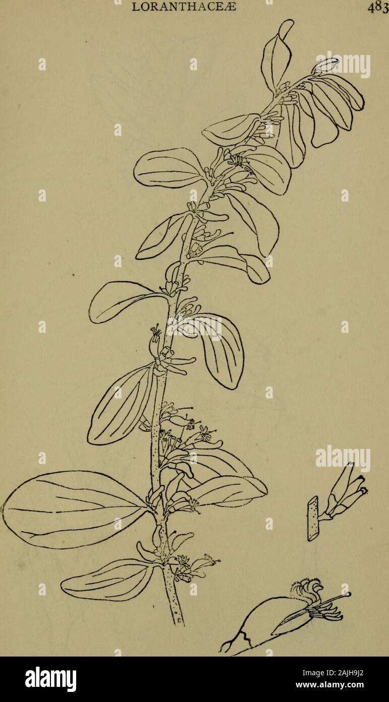 Loranthus High Resolution Stock Photography and Images - Alamy