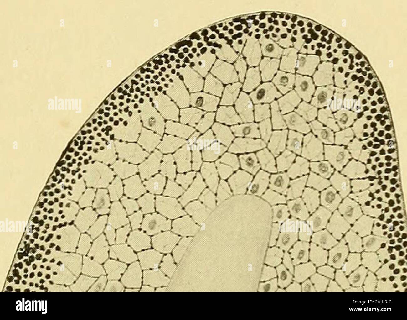 The cell in development and inheritance . Fig. 19. — Section through a ...