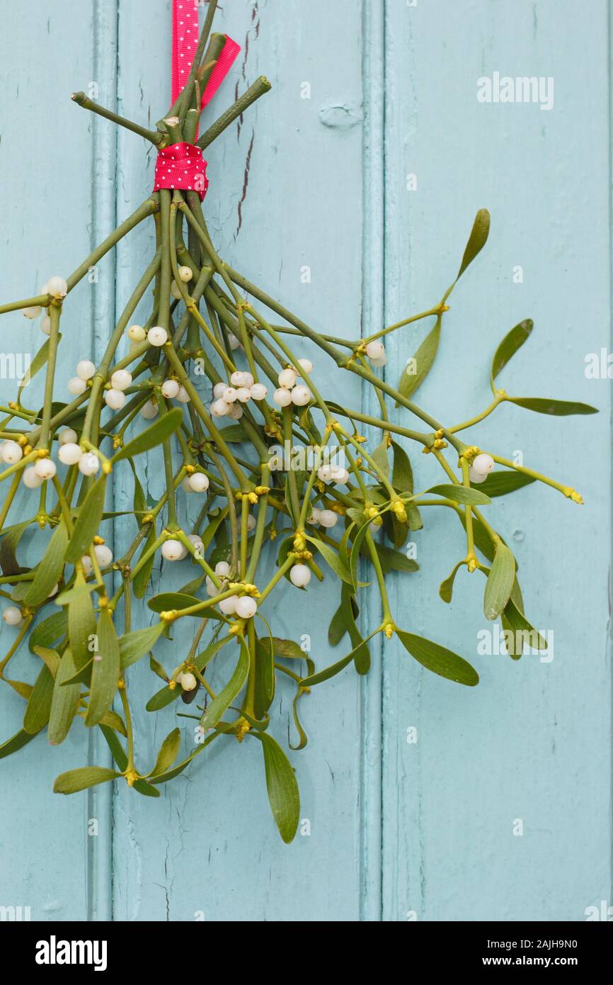 A bunch of mistletoe close up hi-res stock photography and images - Alamy