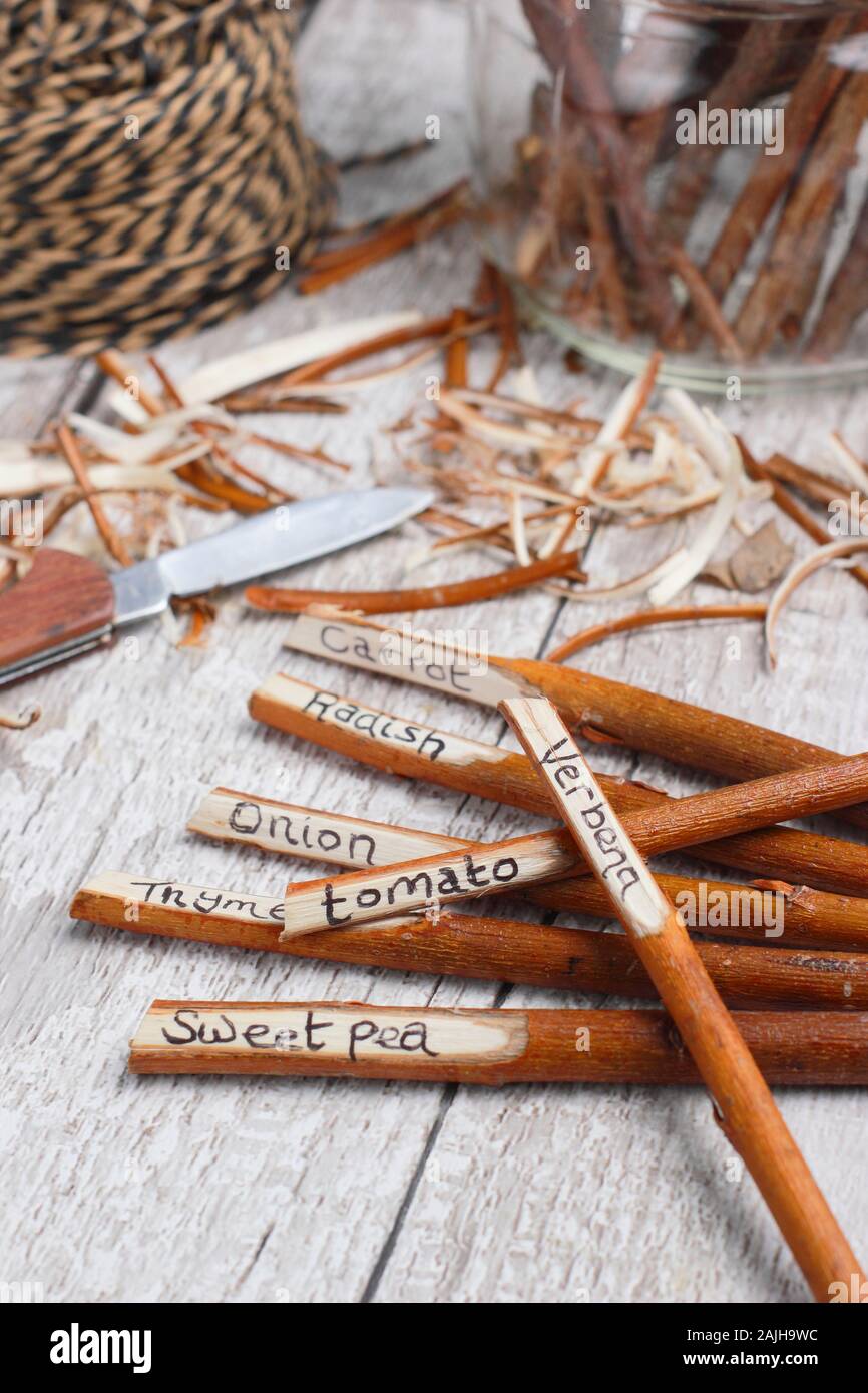 Cornus. Home made plant labels fashioned from dogwood twigs. UK Stock ...