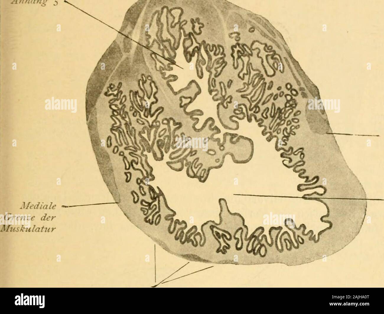 Vesicula seminalis hi-res stock photography and images - Alamy