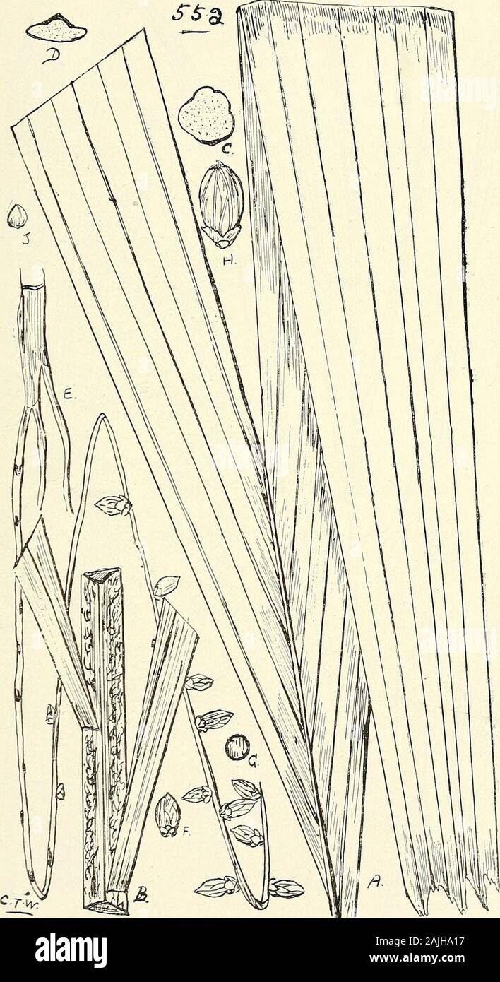 Terminal panicle hi-res stock photography and images - Alamy