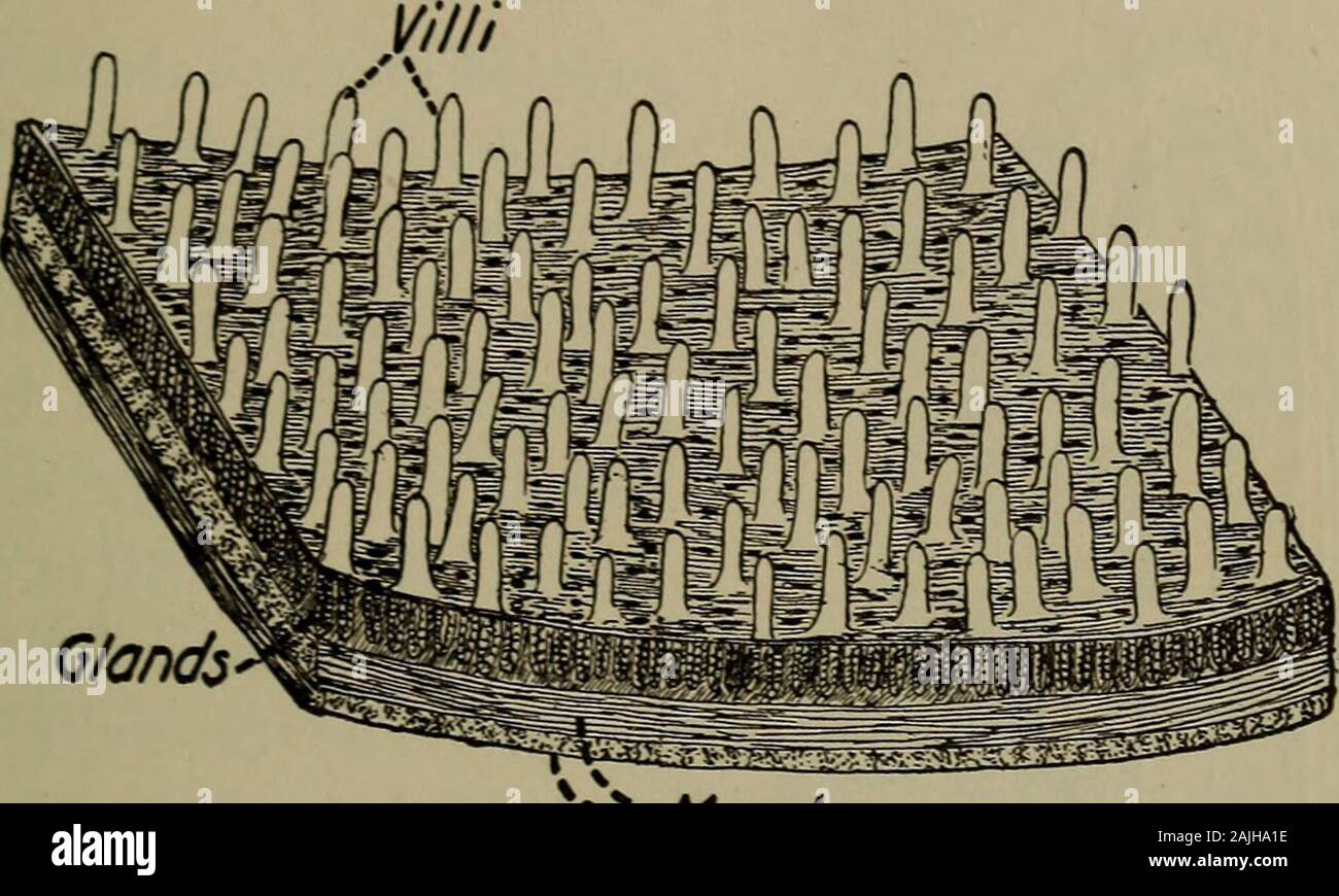 Layers of the large intestine hi-res stock photography and images - Alamy