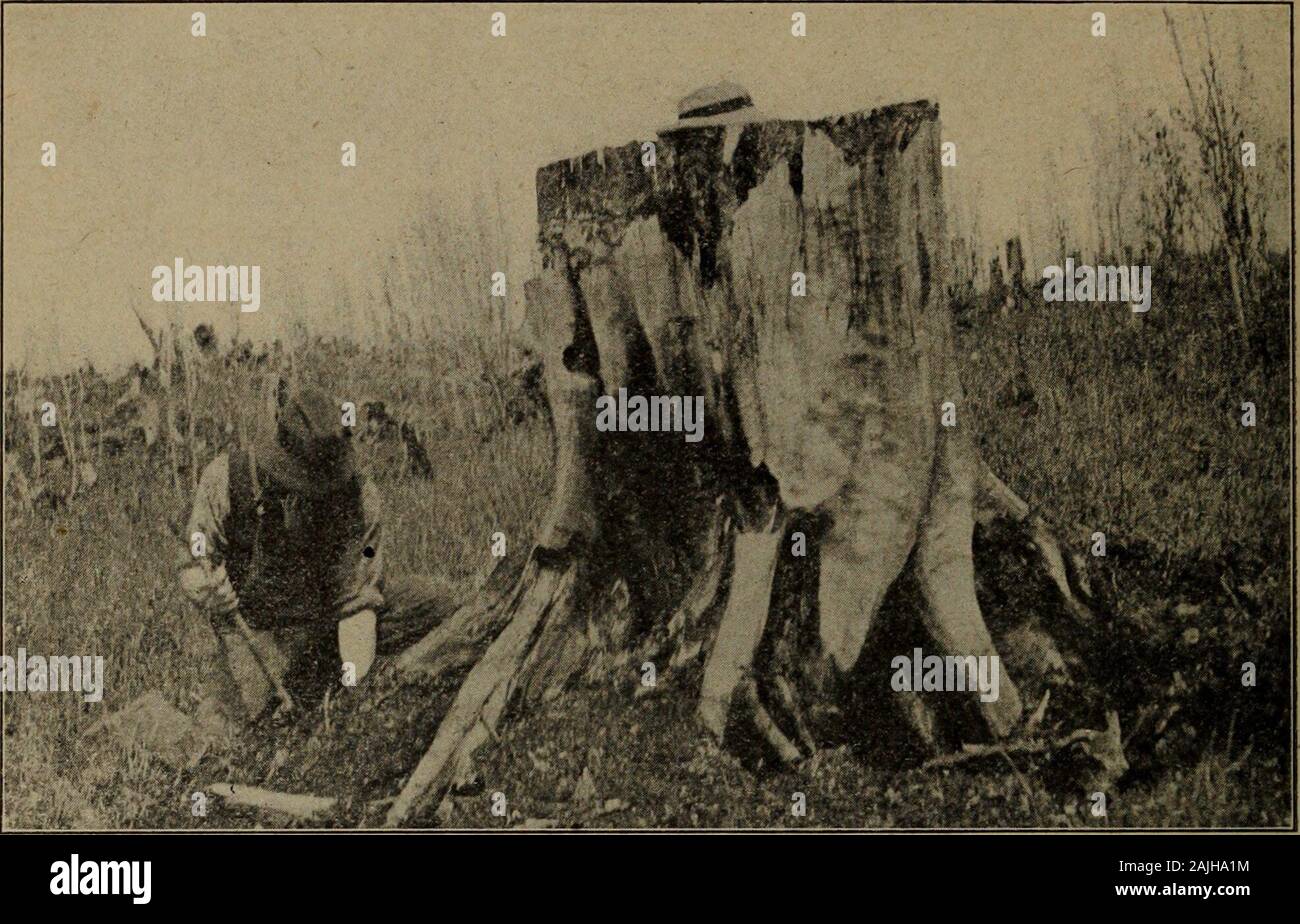 Second growth timber hi-res stock photography and images - Alamy