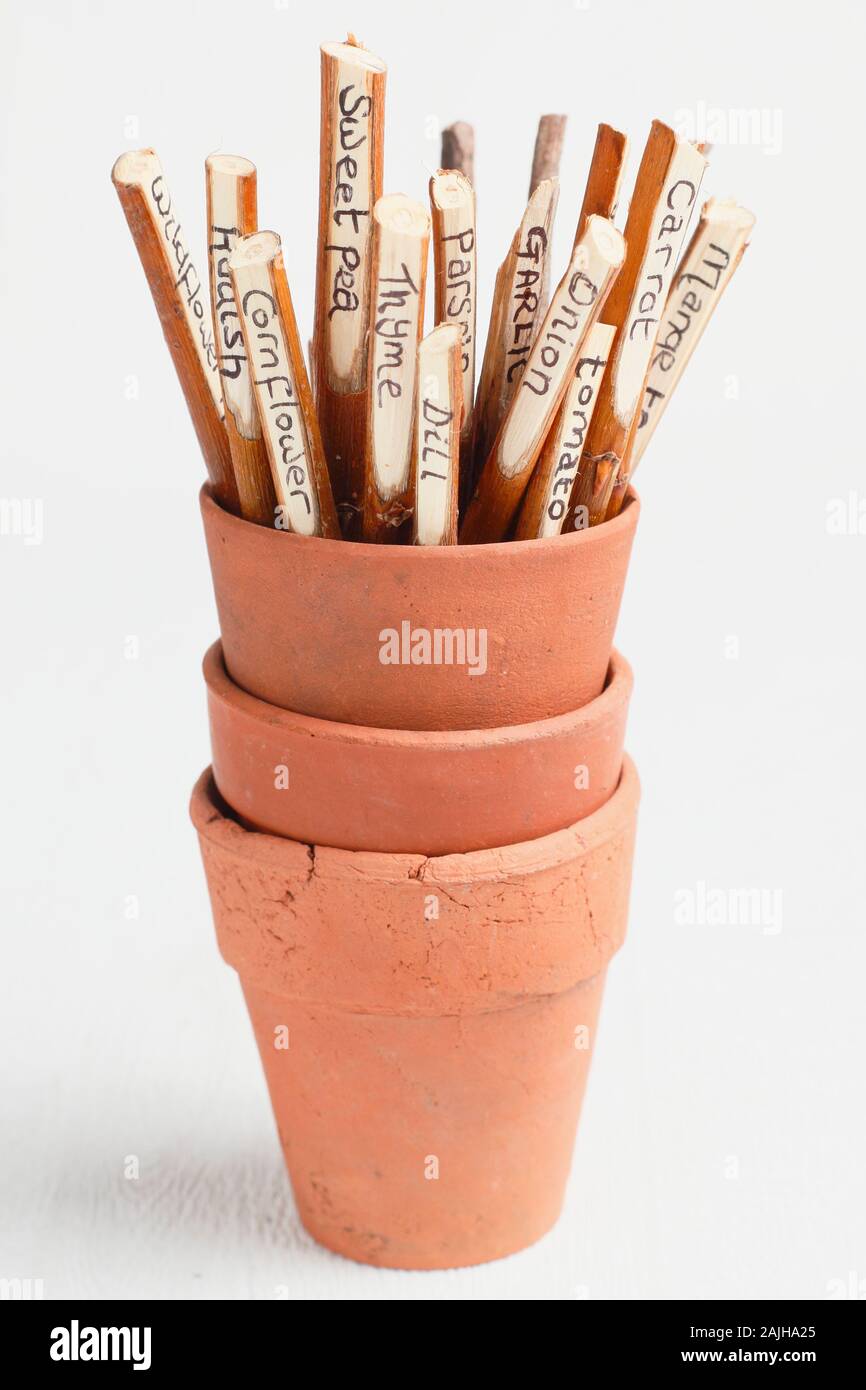 Cornus. Home made plant labels fashioned from dogwood twigs. UK Stock ...