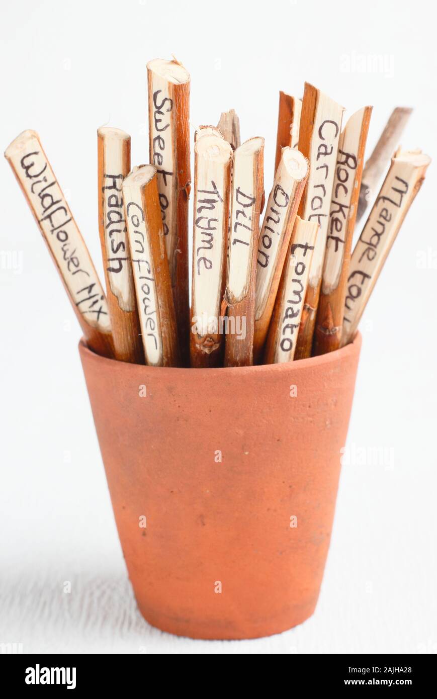 Cornus. Home made plant labels fashioned from dogwood twigs. UK Stock ...