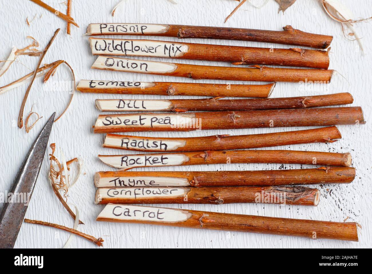 Cornus. Home made plant labels fashioned from dogwood twigs. UK Stock ...