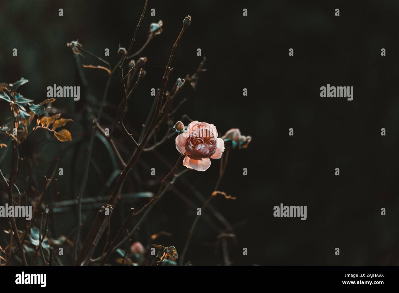 A pink rose kissed by orange light Stock Photo - Alamy