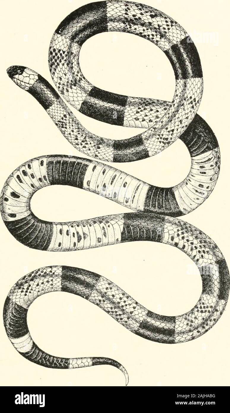 Snake jaw tail hi-res stock photography and images - Alamy