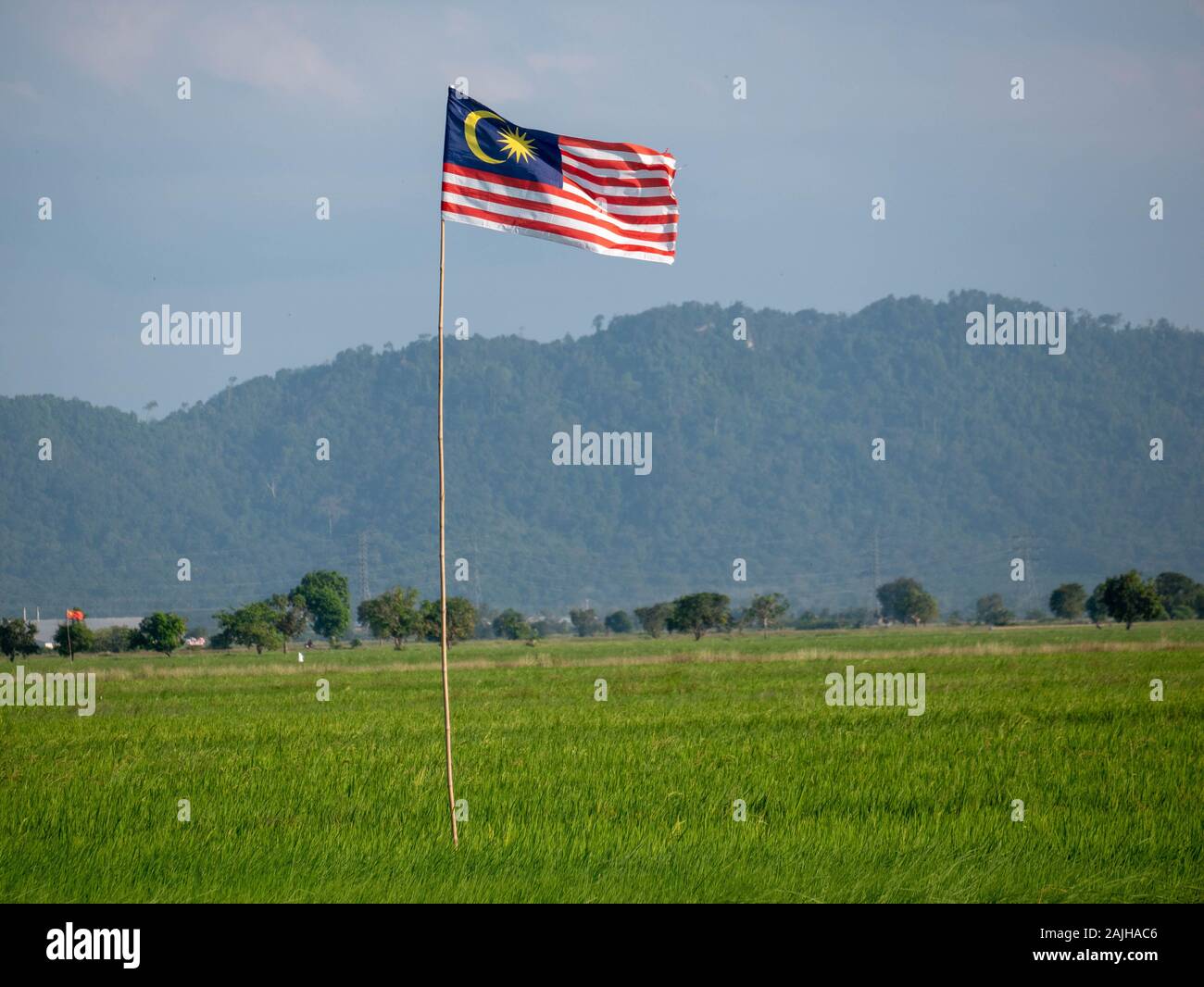 A malaysian Flag in the middle of paddy field Stock Photo - Alamy