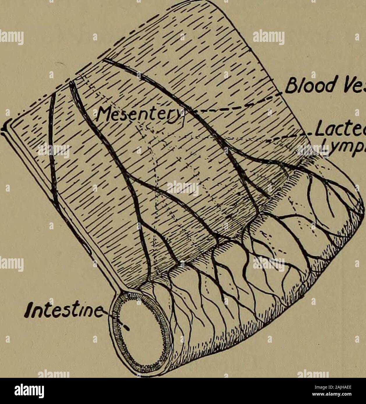 Digestive fluids hi-res stock photography and images - Alamy