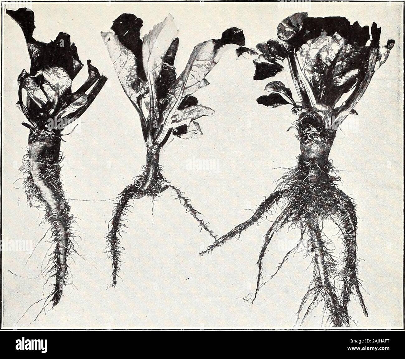 Curly-top, a disease of the sugar beet . Fig. 2.—The Same Beets Shown ...