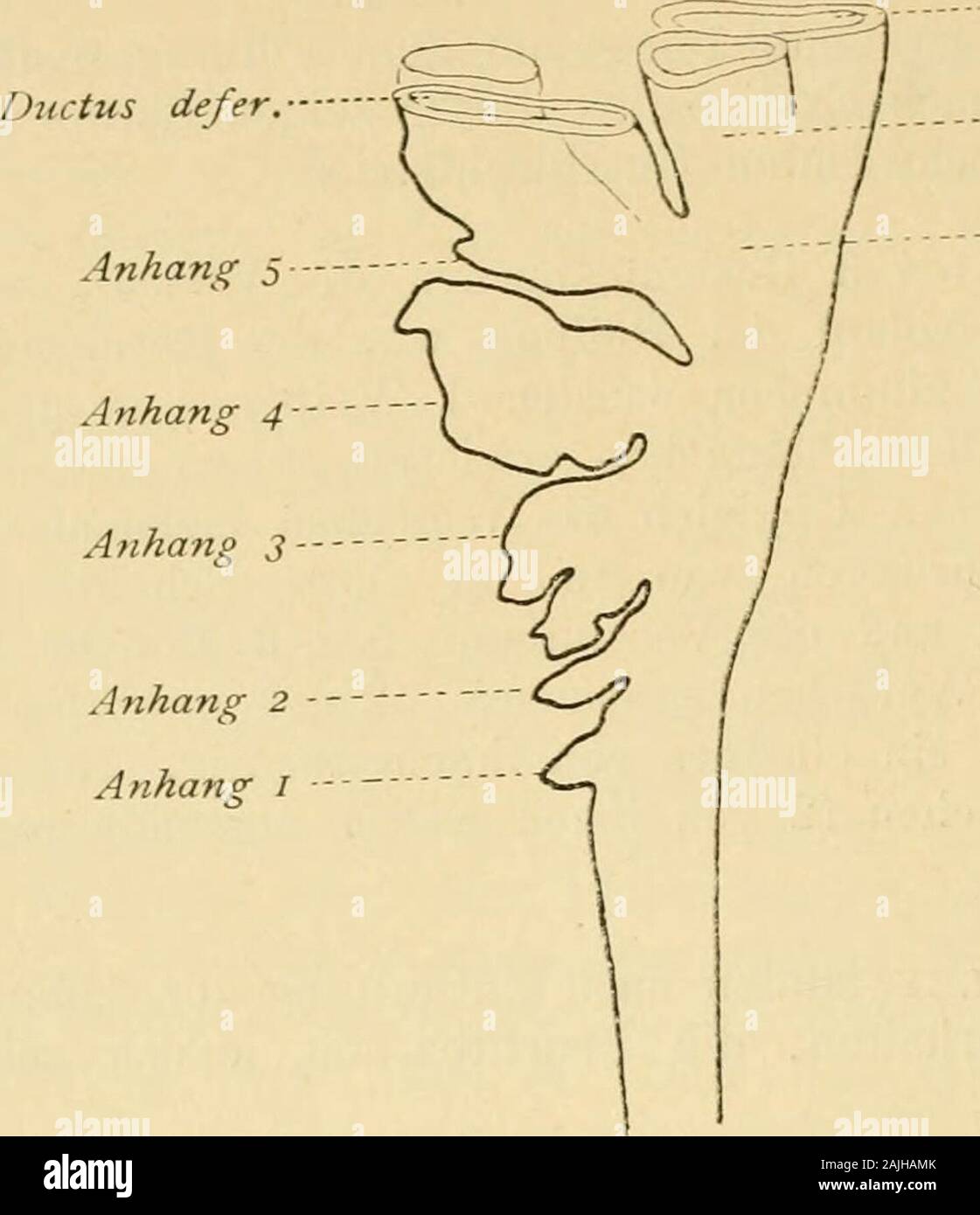 Ang band hi-res stock photography and images - Alamy