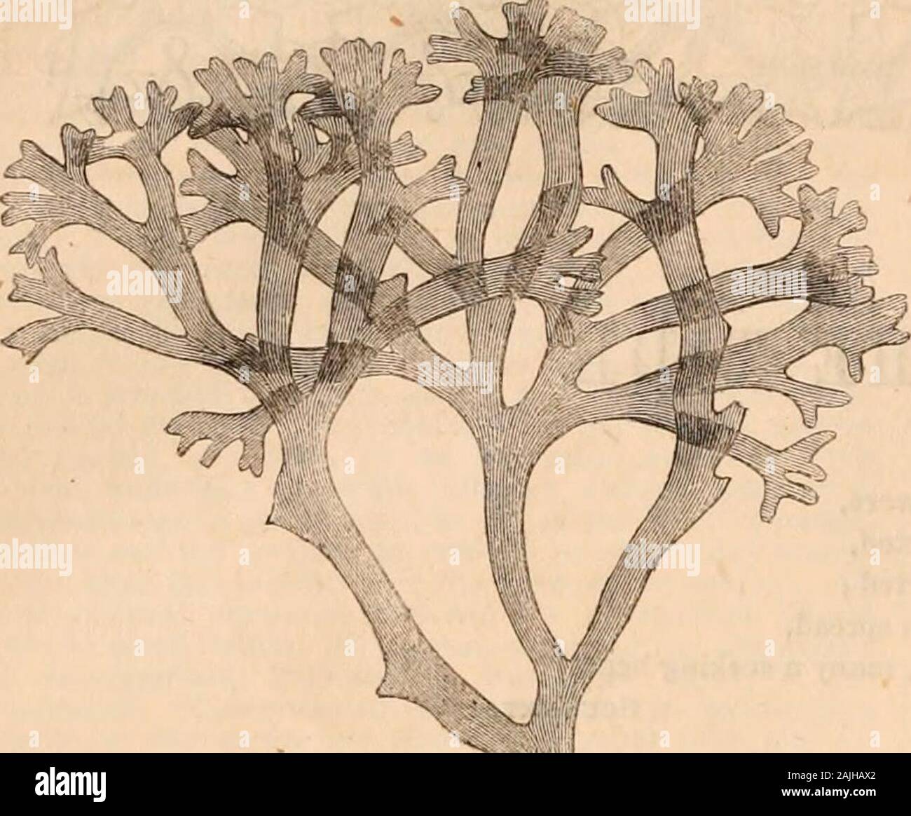 Common bladder moss hi-res stock photography and images - Alamy