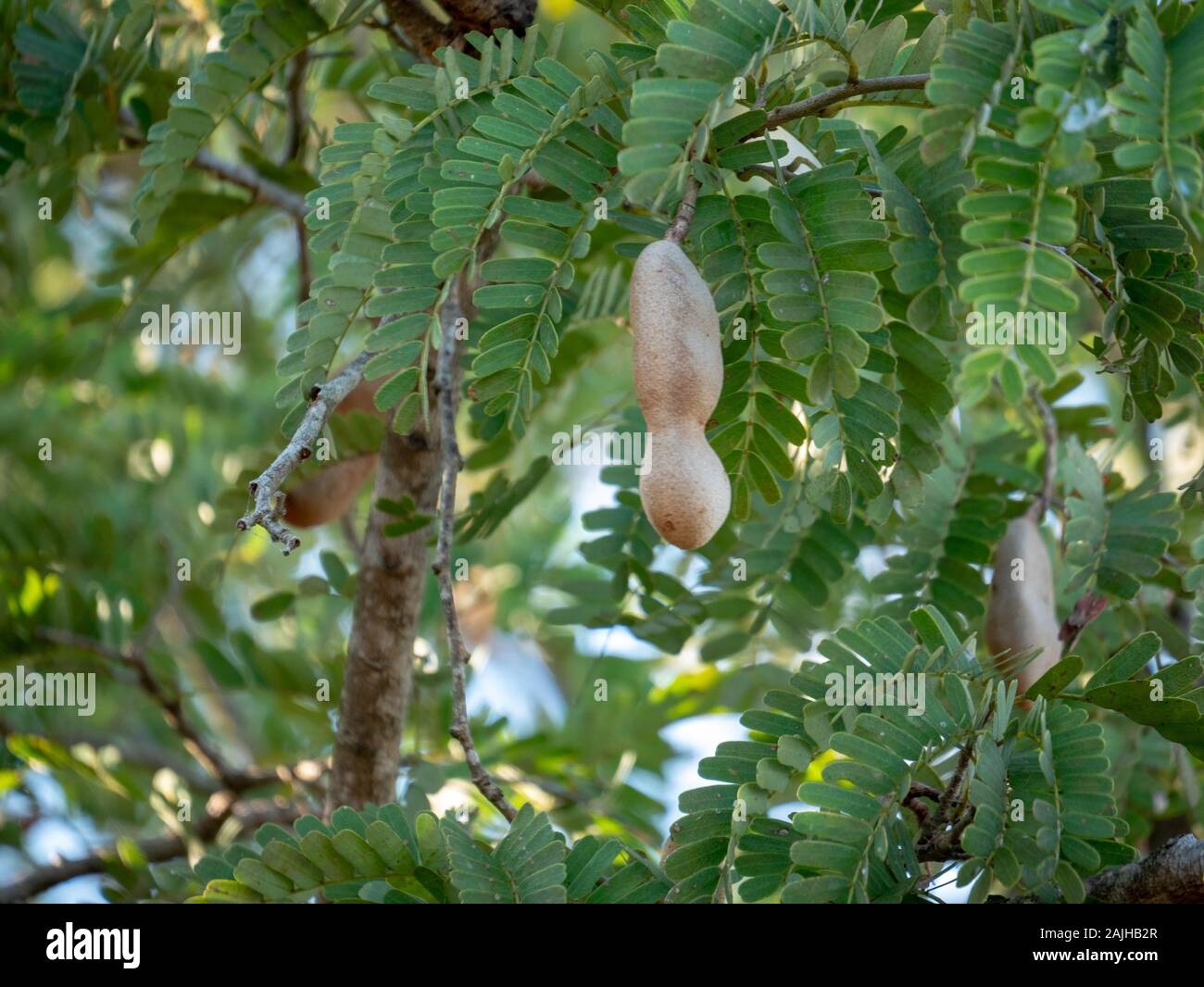 tamarind on the tree Stock Photo - Alamy