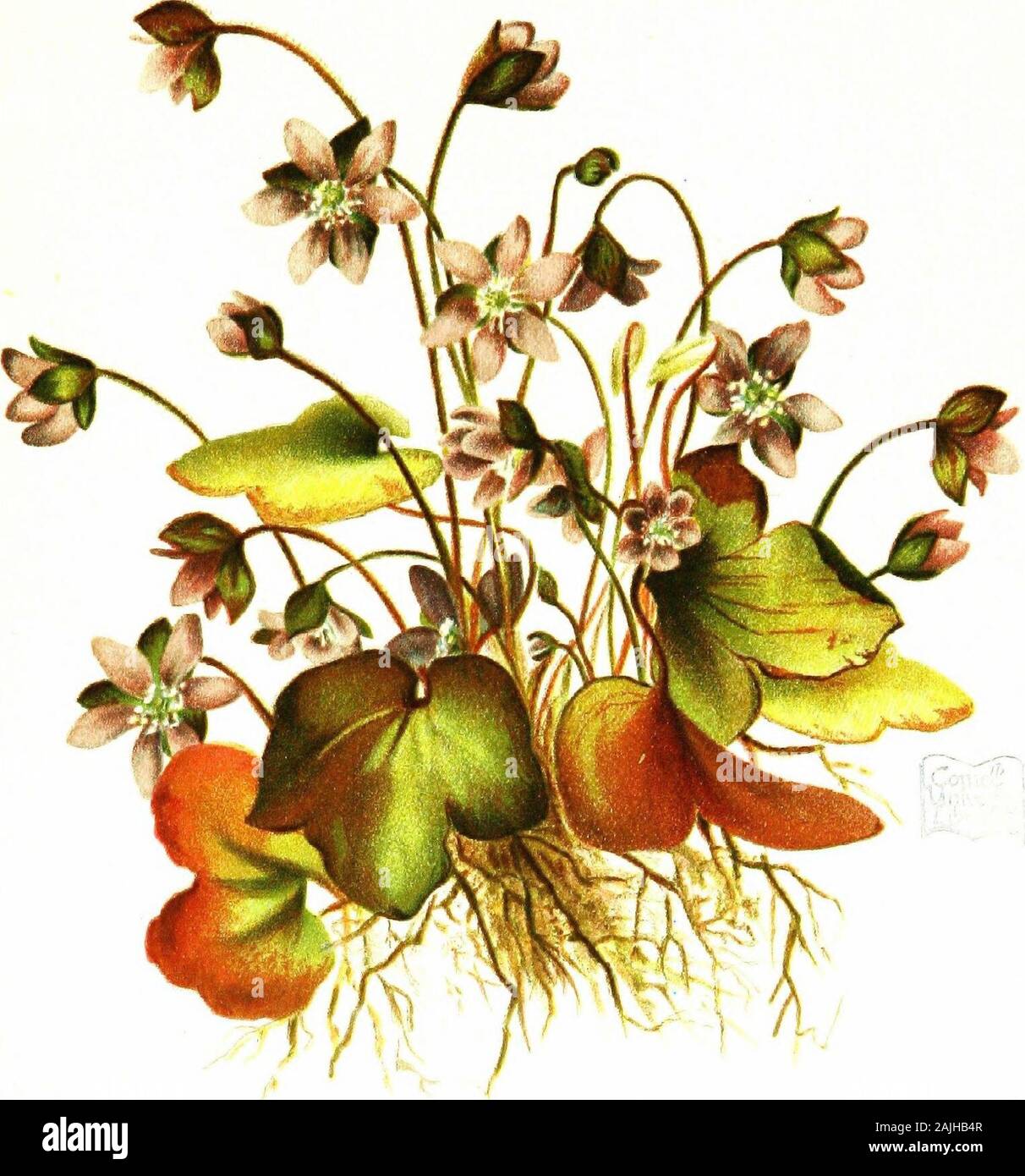 Face withered Cut Out Stock Images & Pictures - Alamy