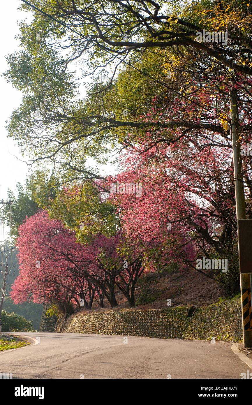A row of blooming cherry trees along the winding mountain road, Maokong ...