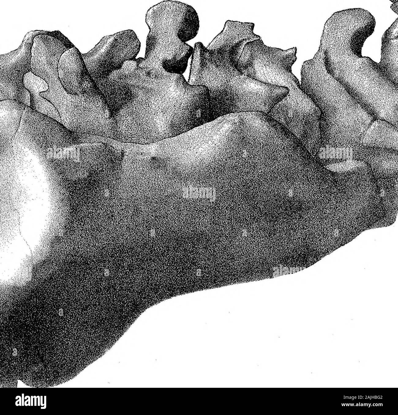 Researches on the Structure, Organization, and Classification of the ...