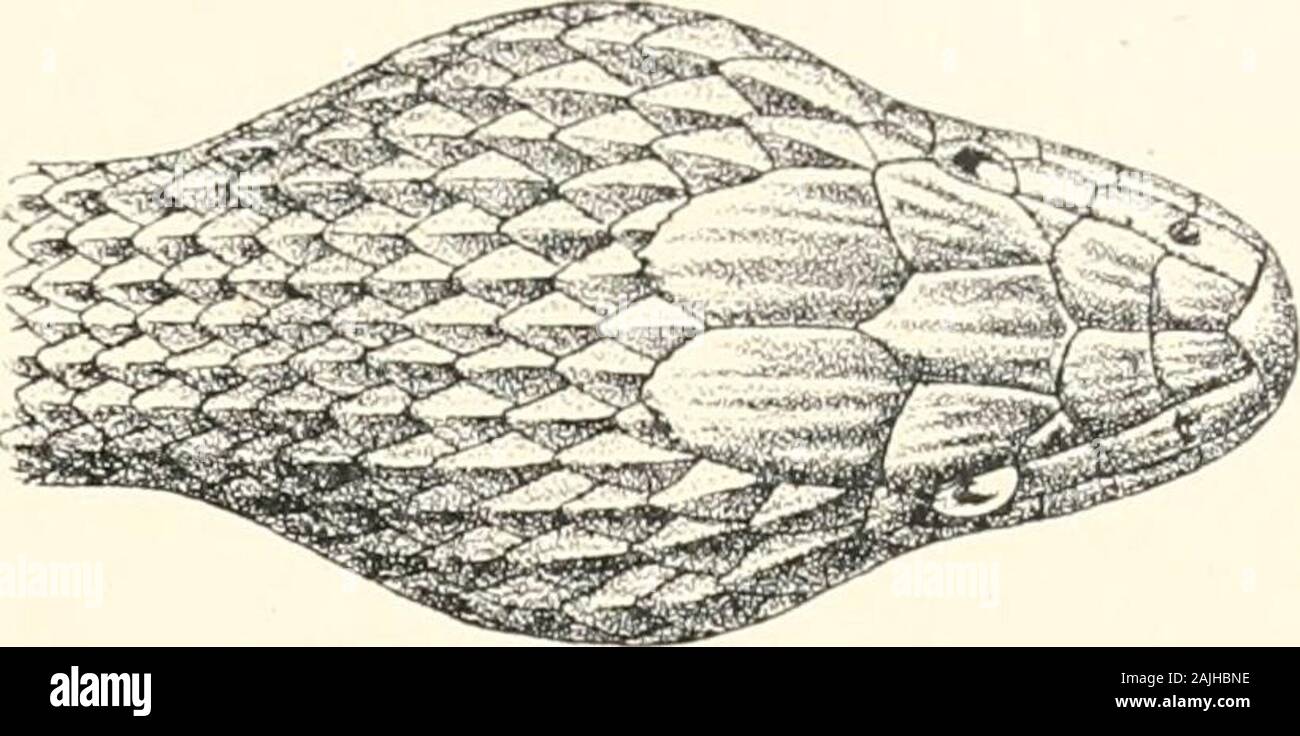 Venoms; venomous animals and antivenomous serum-therapeutics . ^ keeled ...
