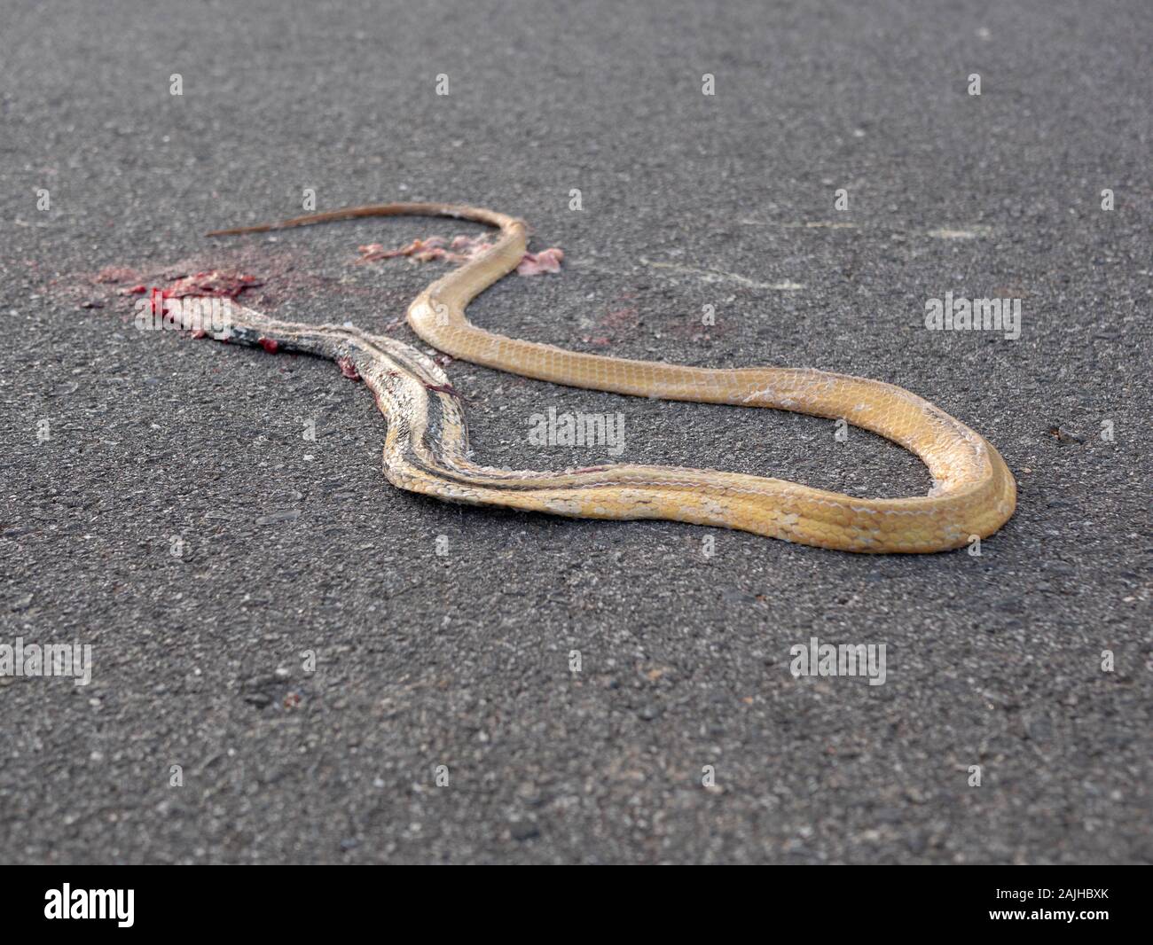 Carcass of the dead snake on the road Stock Photo - Alamy