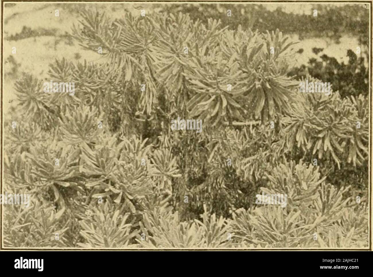 Obovate leaves hi-res stock photography and images - Alamy