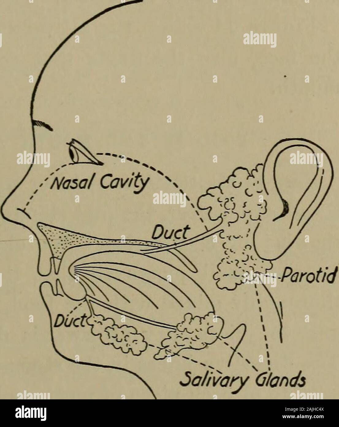 An elementary physiology and hygiene for use in upper grammar grades ...