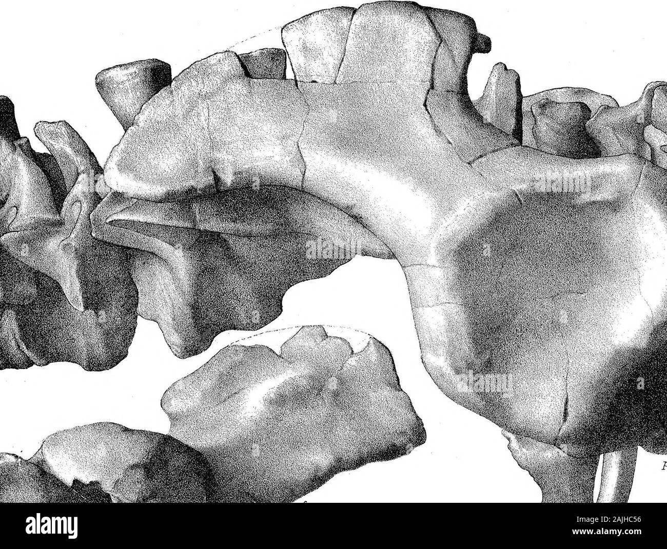 Researches on the Structure, Organization, and Classification of the ...