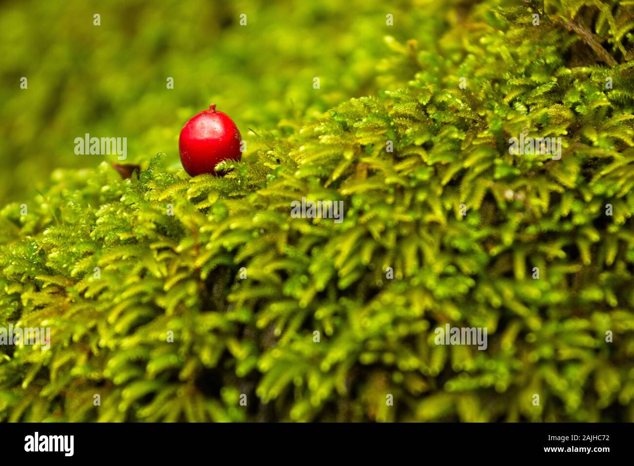 Moss berry hi-res stock photography and images - Alamy
