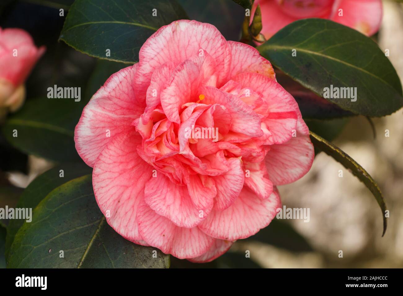 Pink flower of camellia in a garden during spring Stock Photo - Alamy