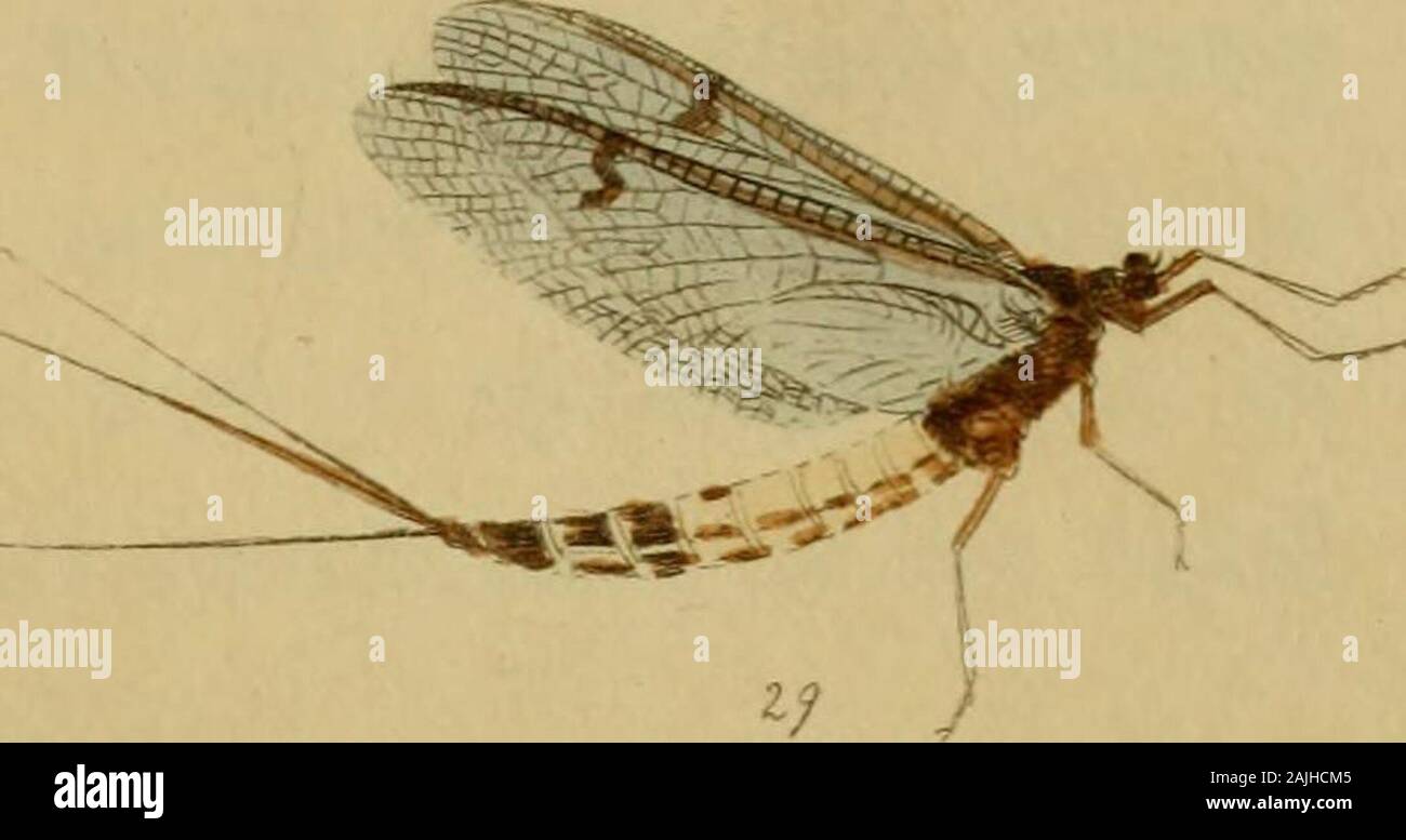 The fly-fisher's entomology : Illustrated by coloured representations ...