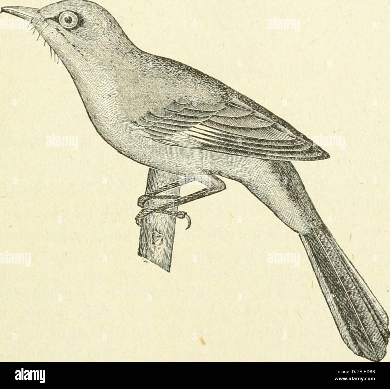 Hermit cab hi-res stock photography and images - Alamy