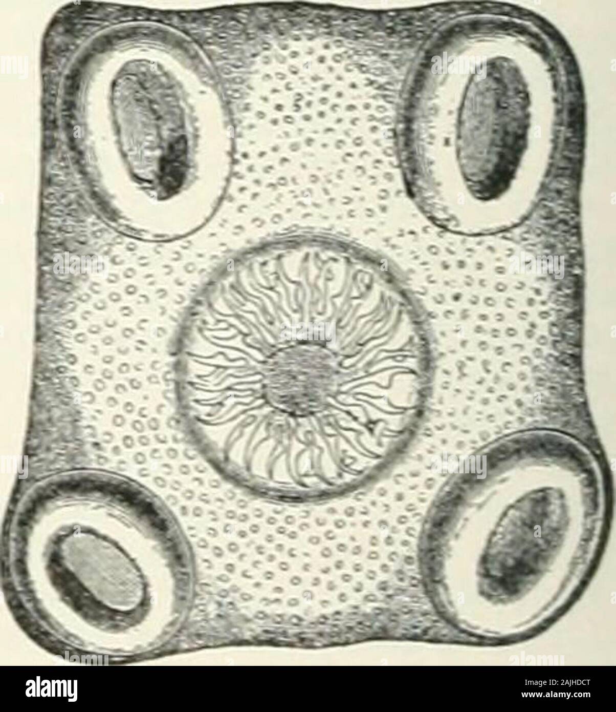 Bladder worm hi-res stock photography and images - Alamy