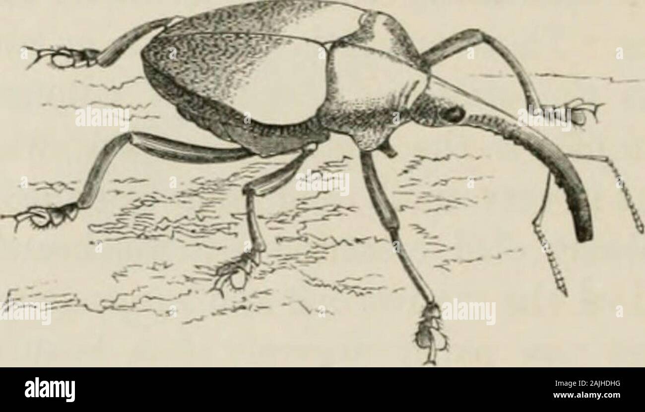 Real opal hi-res stock photography and images - Alamy