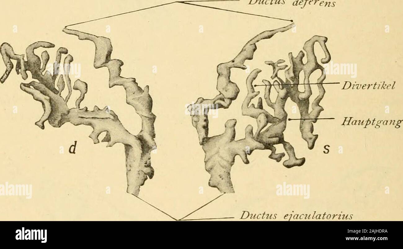 Die männlichen Geschlechtsorgane . Ductus ejaculatorius Fig. .^7 ...