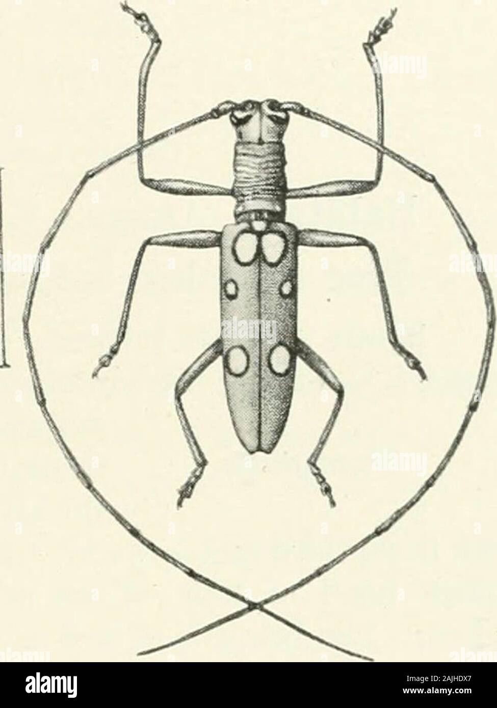 Indian forest insects of economic importance Coleoptera . oy, Ind. Ins ...