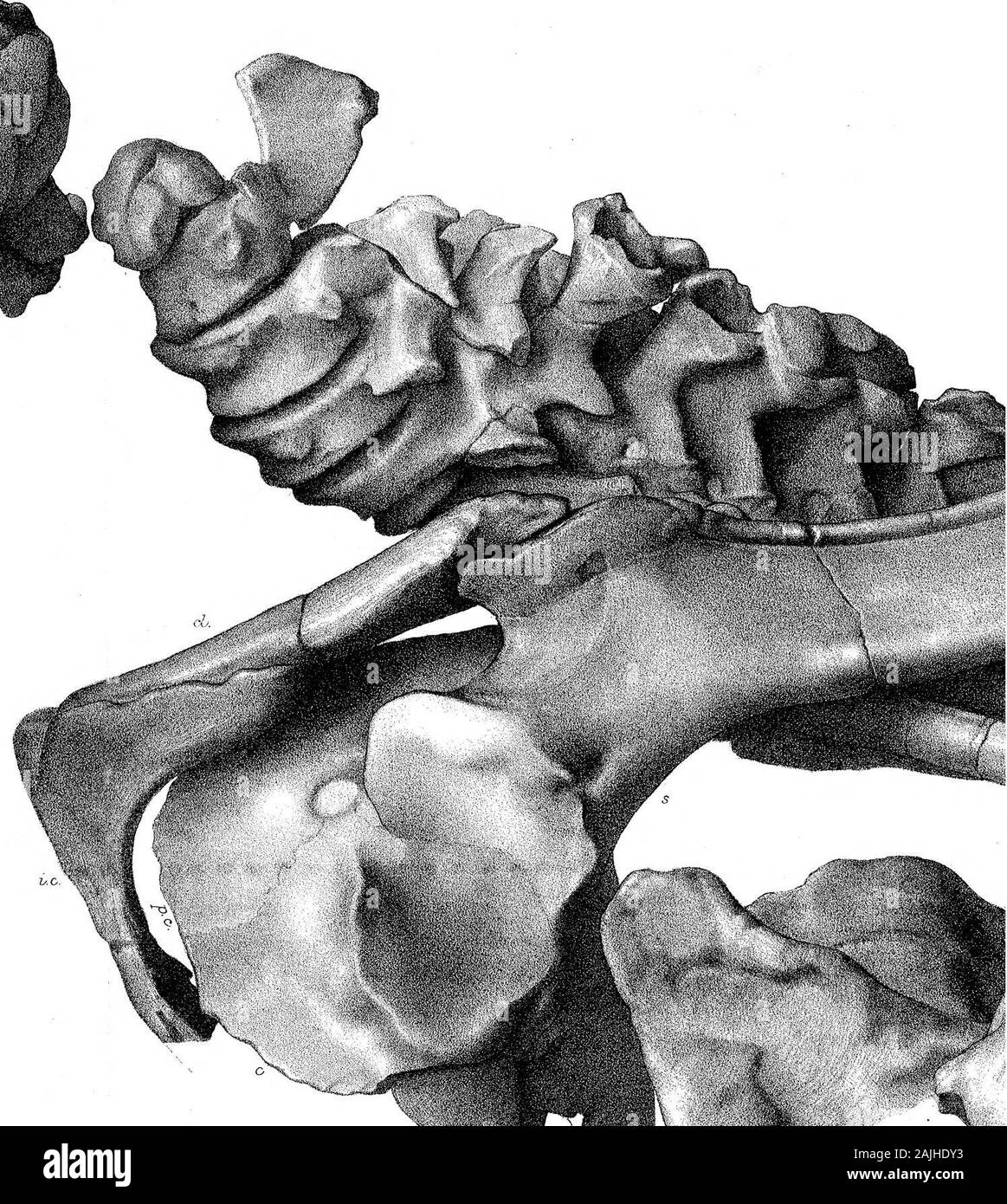 Researches on the Structure, Organization, and Classification of the ...