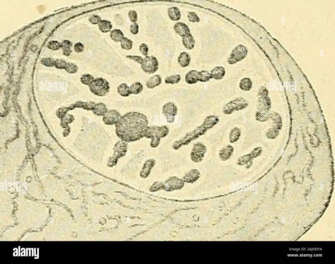 Flemming mitosis hi-res stock photography and images - Alamy