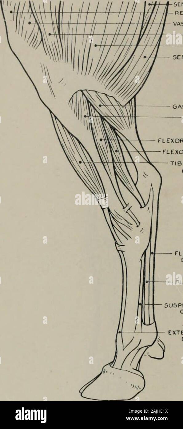 Modelling; a guide for teachers and students . Fig. 143.— Hind-leg ...